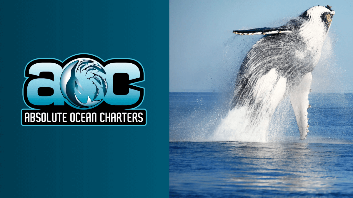 Broome Whale Watching and Eco Wildlife Cruises - Absolute Ocean Charters